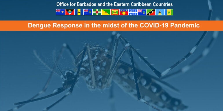 Dengue - PAHO/WHO | Pan American Health Organization