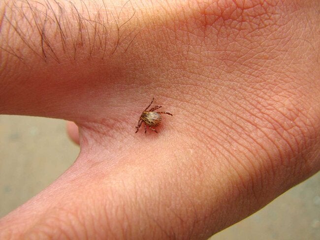 Half the population of the Americas is at risk of diseases carried by ...